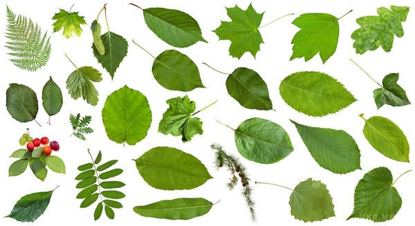 Why Do Leaves Of Different Sizes And Shapes The Siver Times