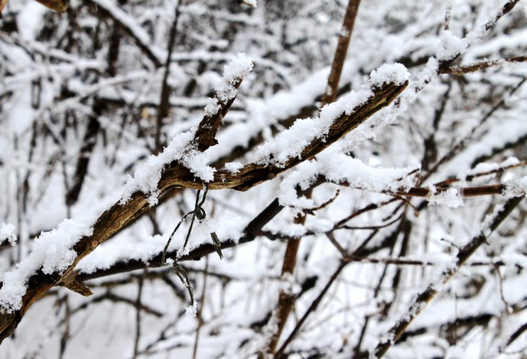 Toronto and Region Conservation Authority (TRCA)