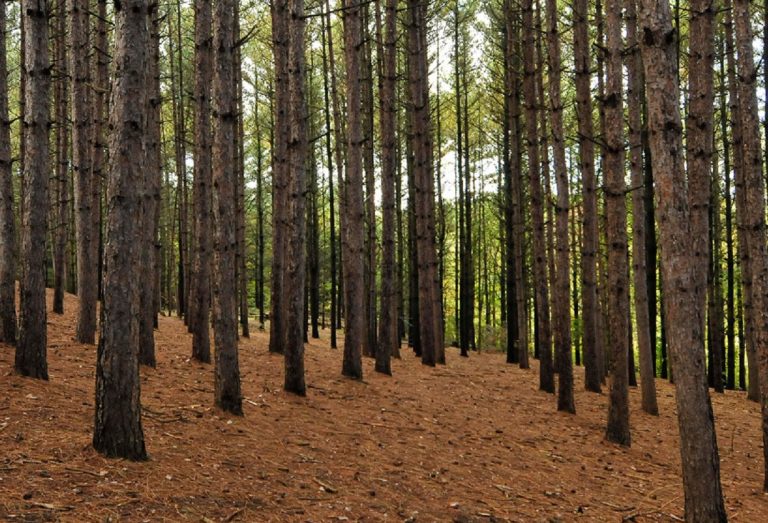 Toronto and Region Conservation Authority (TRCA)